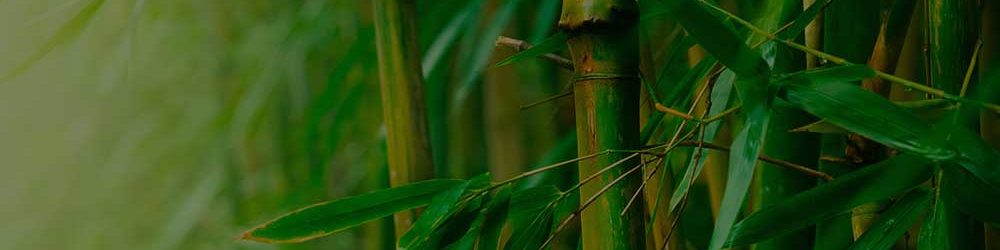 Bamboo and Assam – Bamboo Technology Park